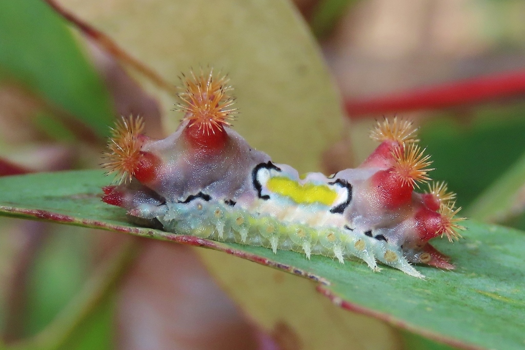 Mottled Cup Moth from Wallaga Lake NSW 2546, Australia on February 3 ...