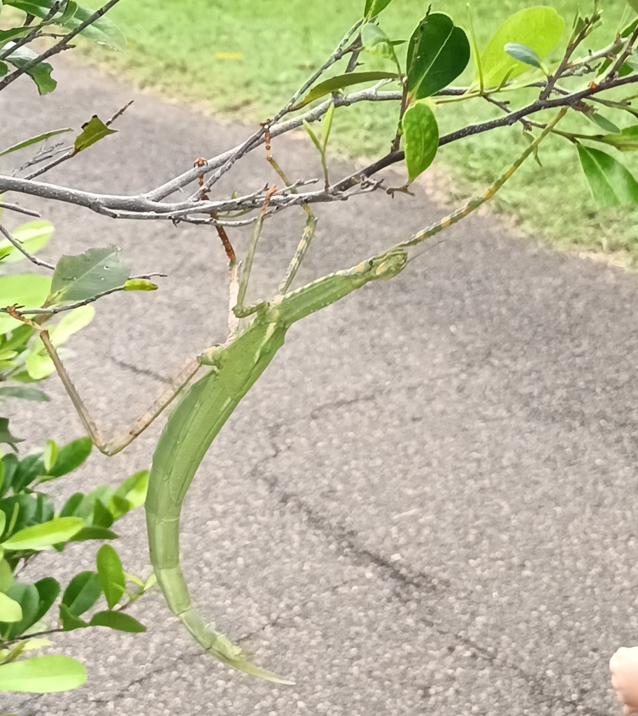 Darwin Stick Insect from Brinkin NT 0810, Australia on February 13 ...