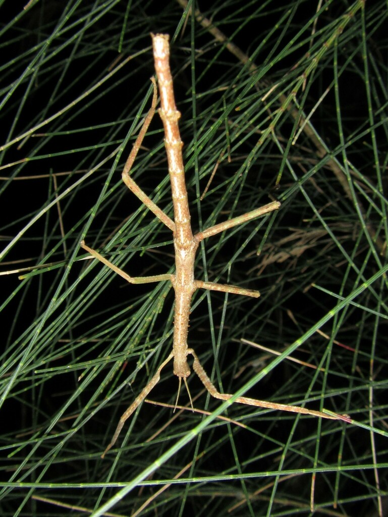 Wülfing's Stick Insect from Townsville QLD, Australia on September 19 ...