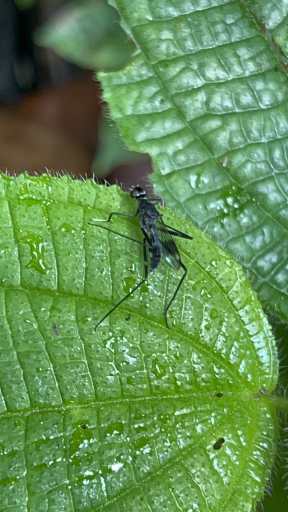 Stilt-legged Flies from Windsor Nature Park, SG on February 13, 2024 at ...