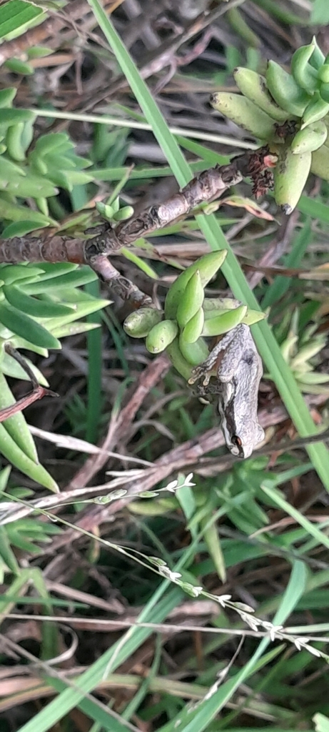 screaming tree frog from Bocoble NSW 2850, Australia on February 13 ...