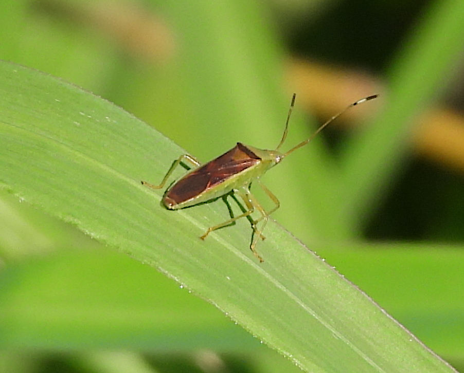 Fruit Spotting Bug from Kissing Point, Townsville, QLD 4810, Australia ...
