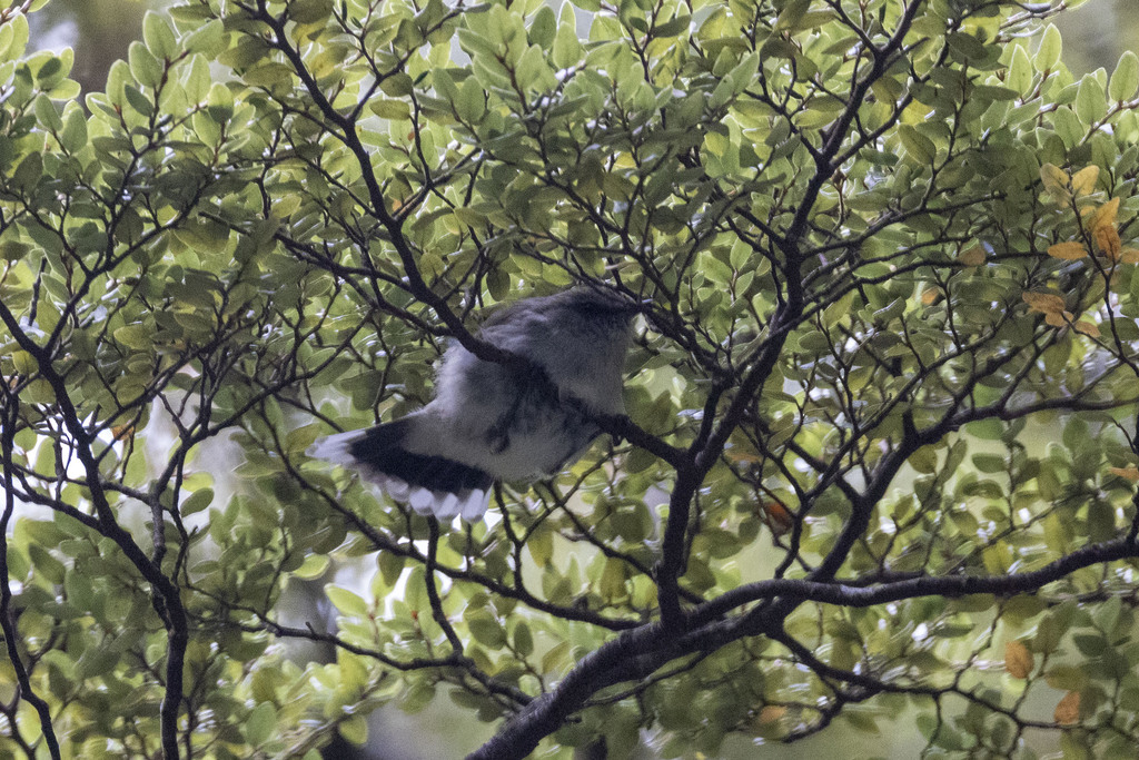 Gray Gerygone from 新西兰奧塔哥大區昆士城湖區 on February 13, 2024 at 12:31 PM by ...