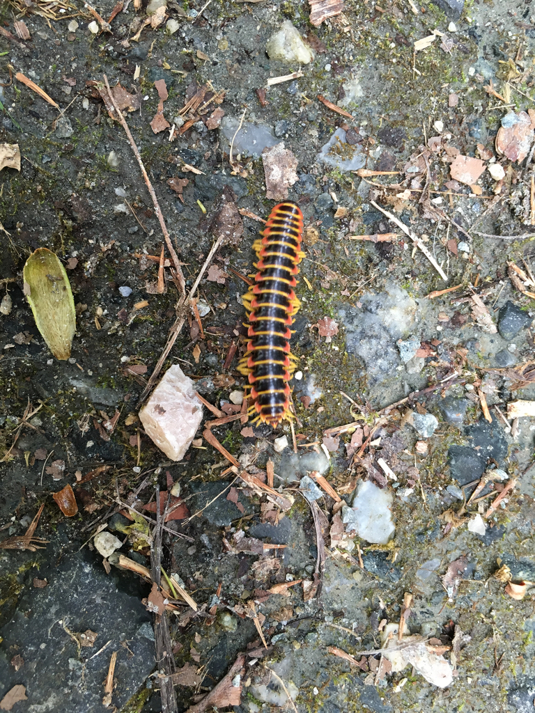 Black-and-gold Flat Millipede from White Clay Creek State Park, Newark ...