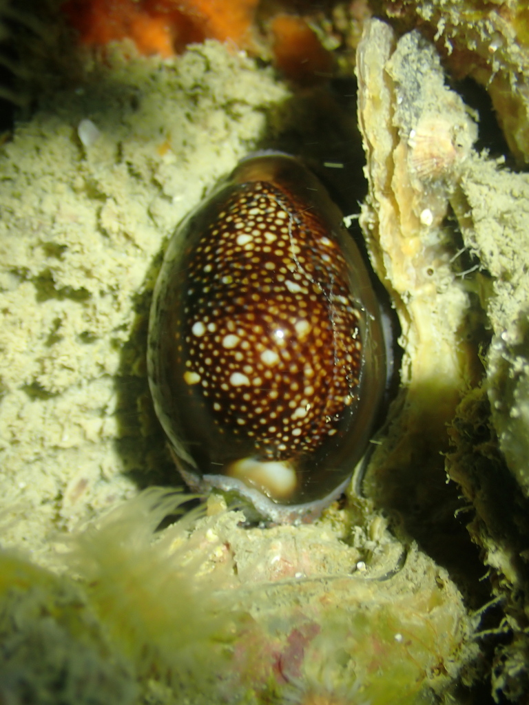 Snakehead Cowrie from Western Australia, Australia on May 8, 2021 at 09 ...