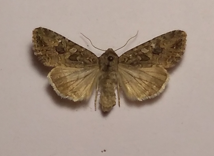 Nutmeg Moth from Валуйки, Белгородская обл., Россия on September 1 ...