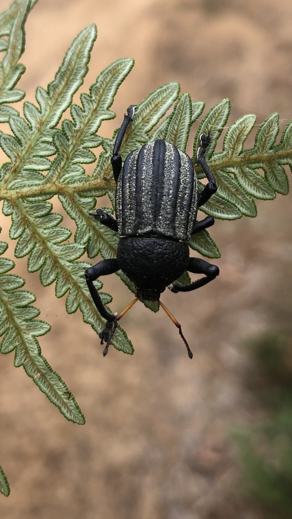 Psapharus ruficornis from Southern Grampians Shire, Glenisla, VIC, AU ...