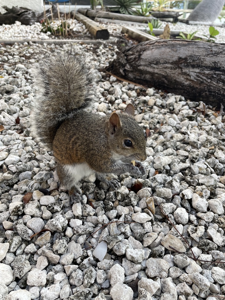 Eastern Gray Squirrel from Key Largo, Key Largo, FL, US on February 11 ...