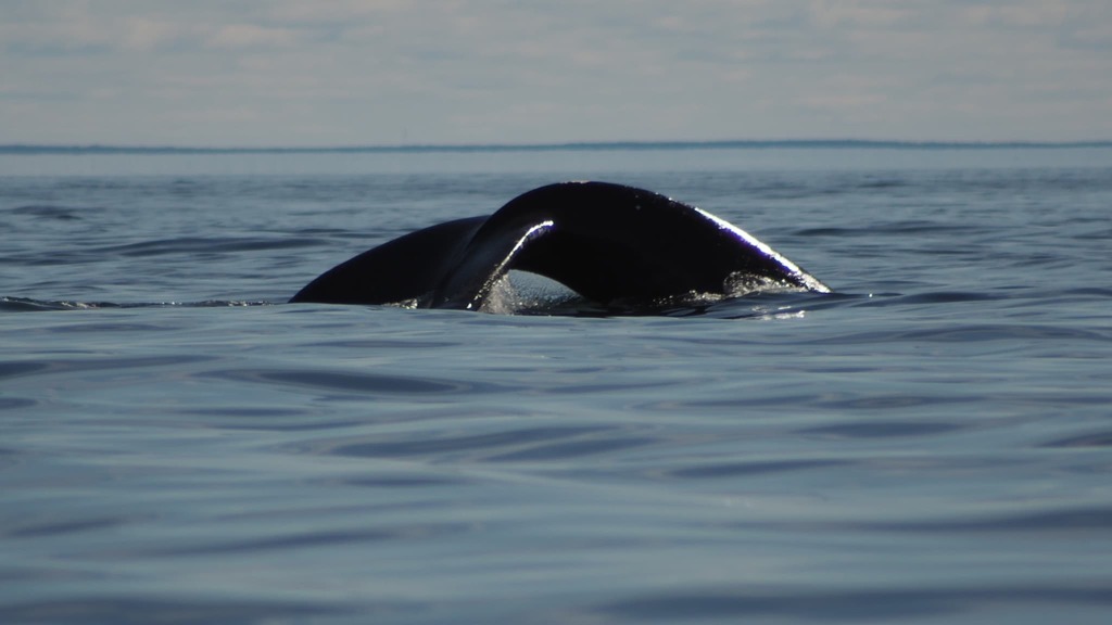North Atlantic Right Whale in July 2018 by Kenn Papadopoulo · iNaturalist