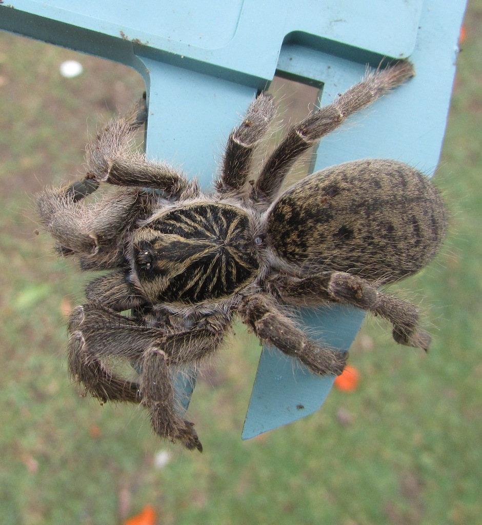 Common Baboon Spiders from Sarah Baartman District Municipality, South ...