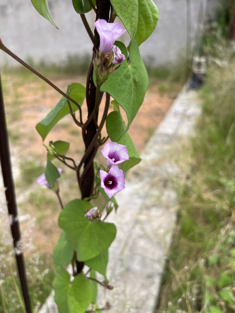 Ipomoea grandifolia from Florencio Sánchez, Rivera, Rivera, UY on ...