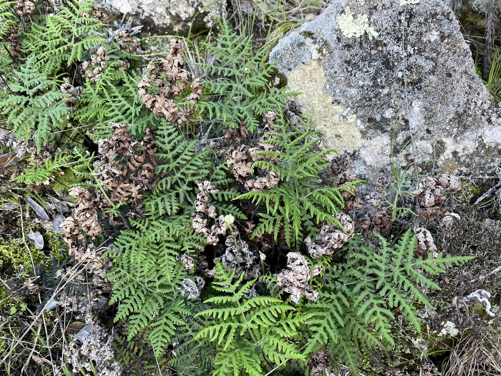 San Diego Silverback Fern from San Clemente Island Underwater Range, CA ...