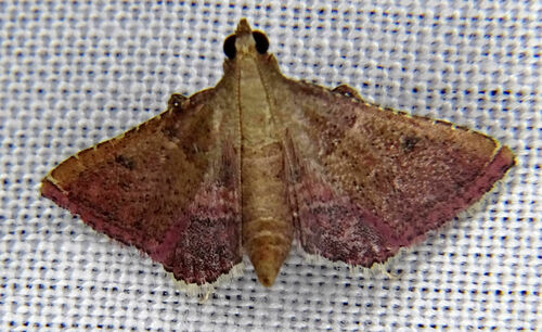 Endotricha pyrrhocosma · iNaturalist