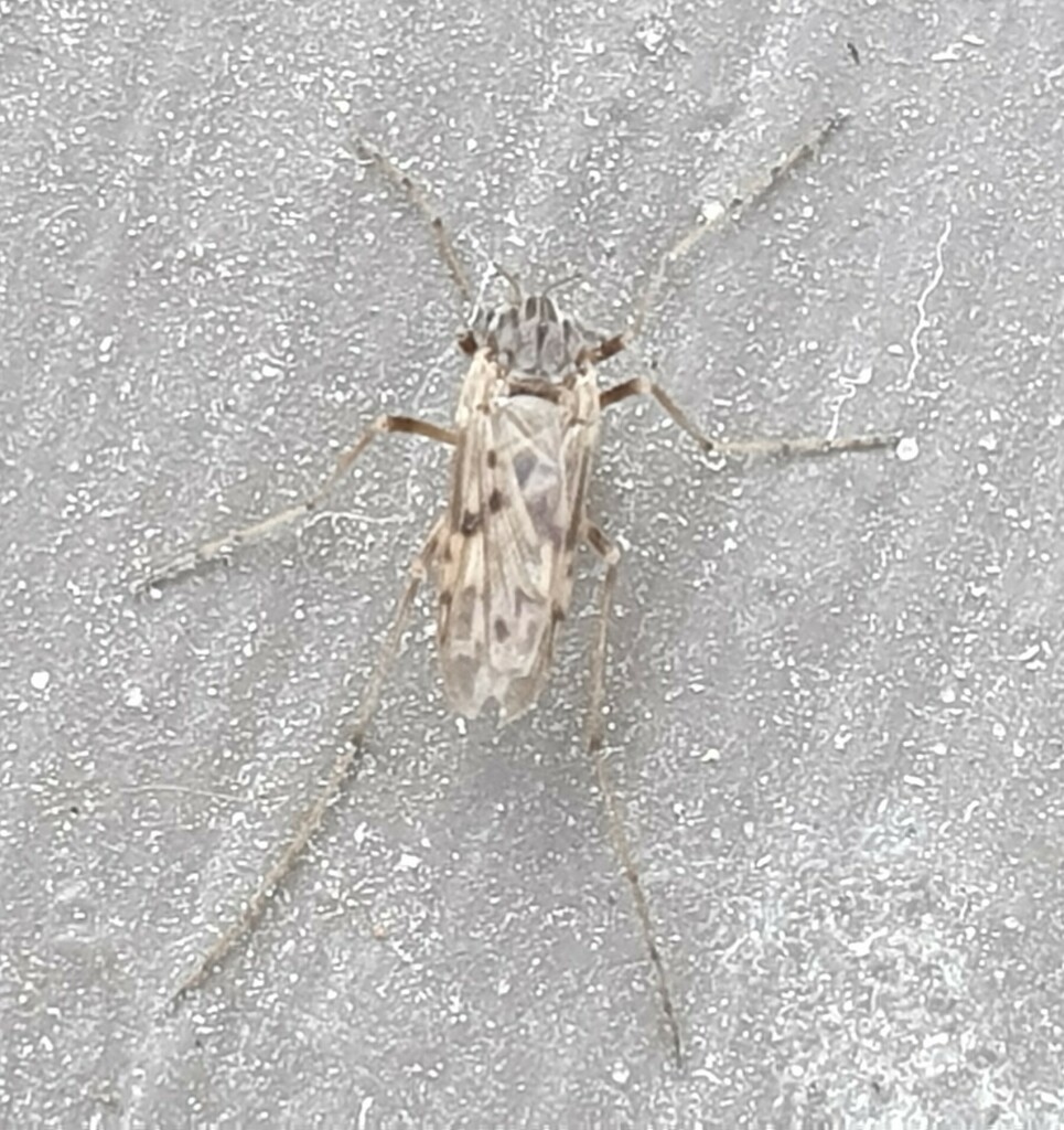 Gressittius antarcticus from Waipiata, New Zealand on January 21, 2024 ...