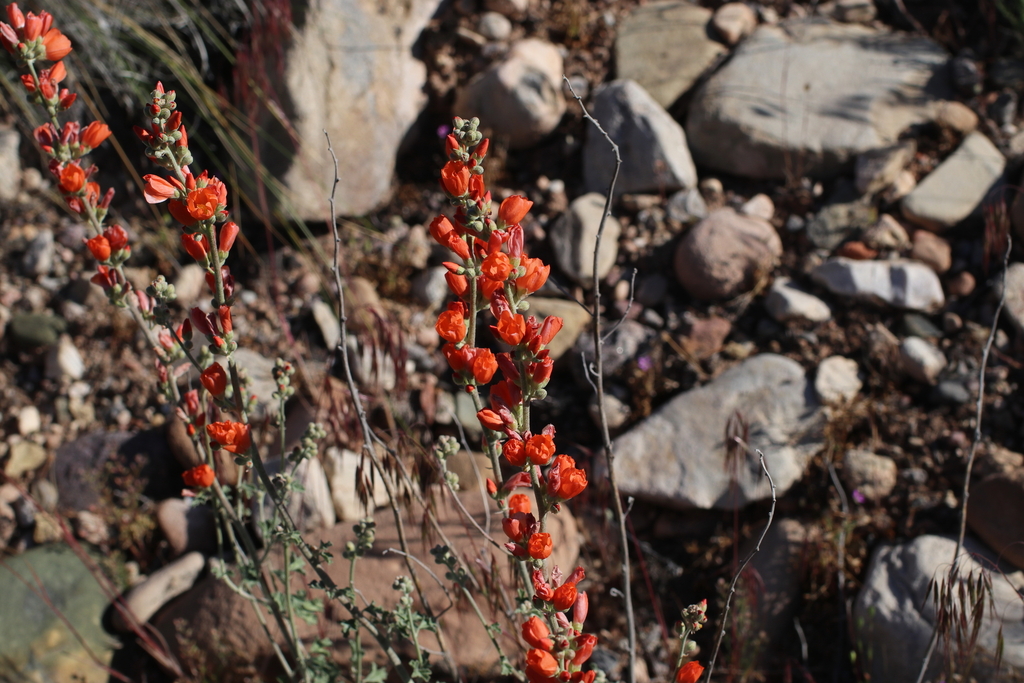Small-leaf Globemallow from Mesa County, CO, USA on May 16, 2023 at 09: ...