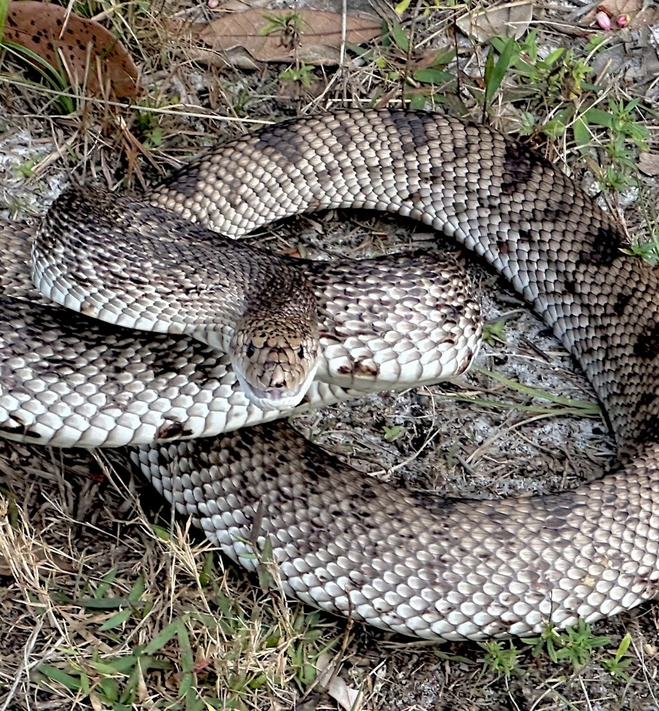 Florida Pine Snake in February 2024 by vincenzog · iNaturalist