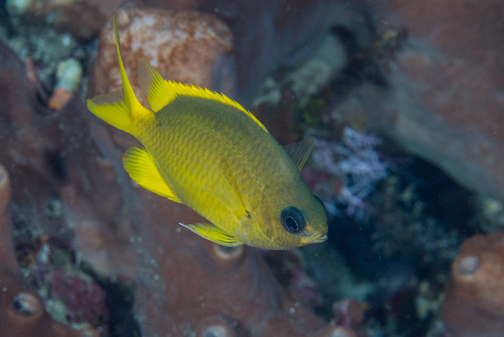 Yellow Chromis (Chromis analis) - Marine Life Identification