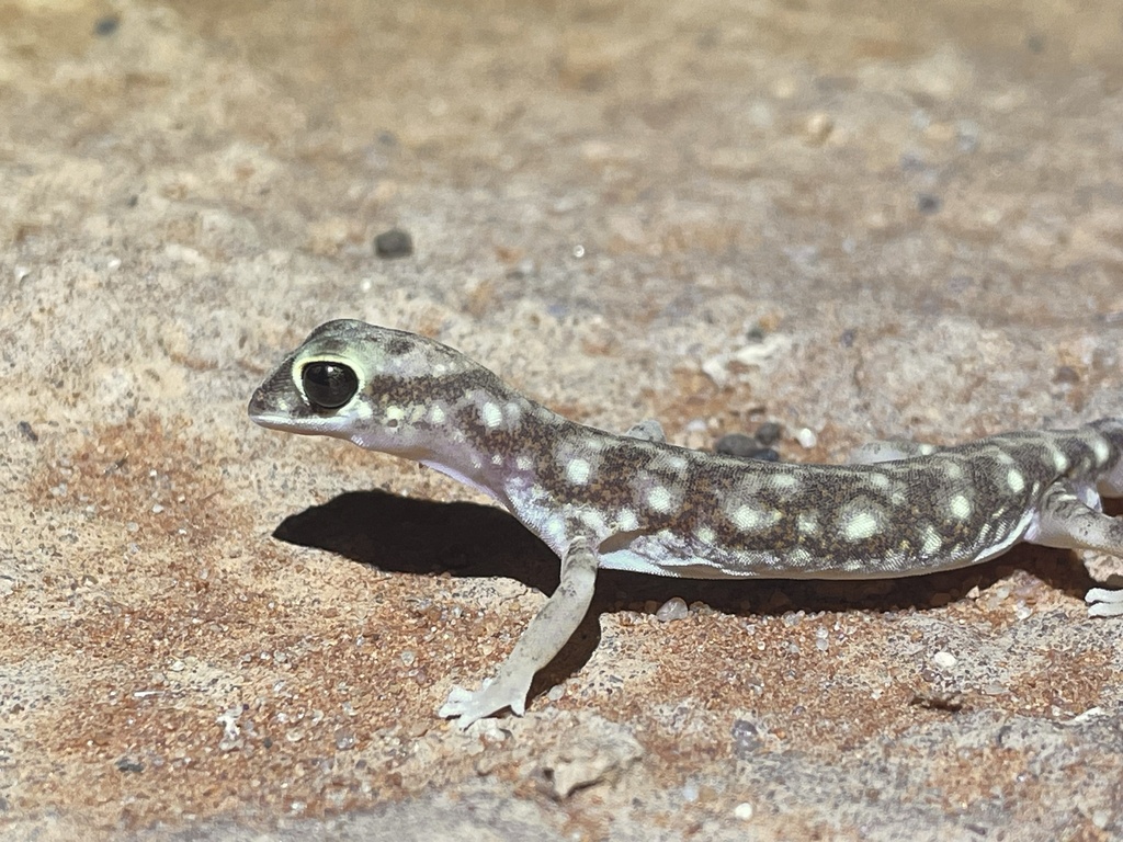 Eyre Basin Beaked Gecko from Roxby Downs Station, SA, AU on February 13 ...