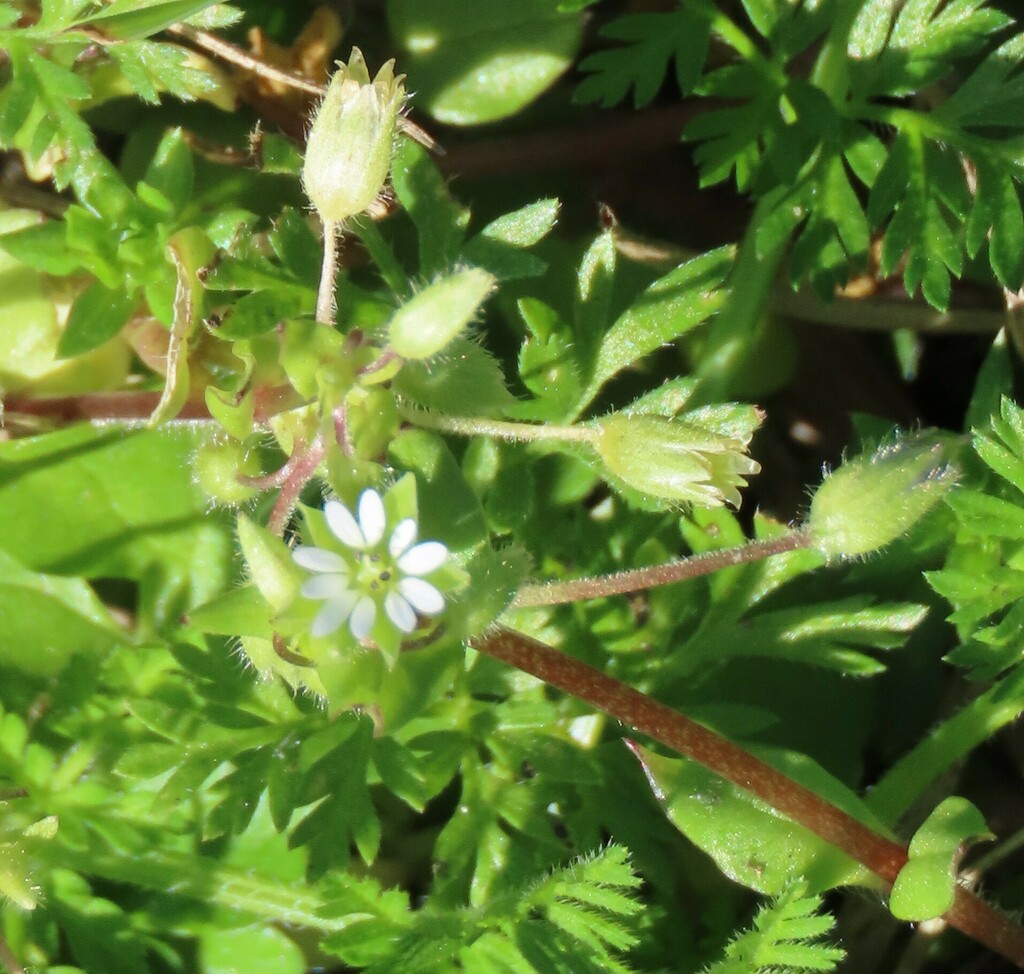 common chickweed from Almeda Rd Nature Reserve, Houston, TX 77047, USA ...