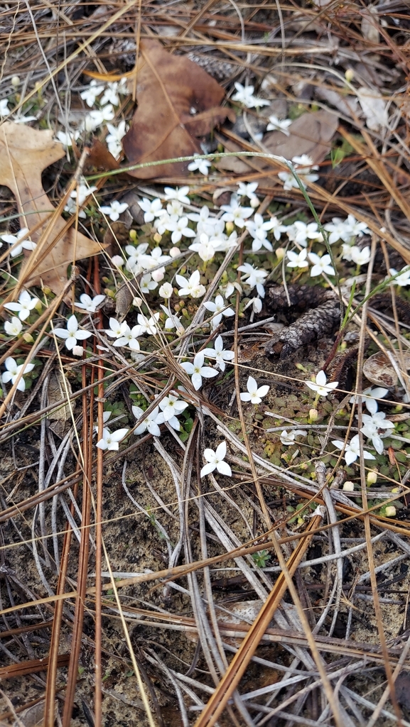roundleaf bluet from Inverness, FL 34452, USA on February 13, 2024 at ...