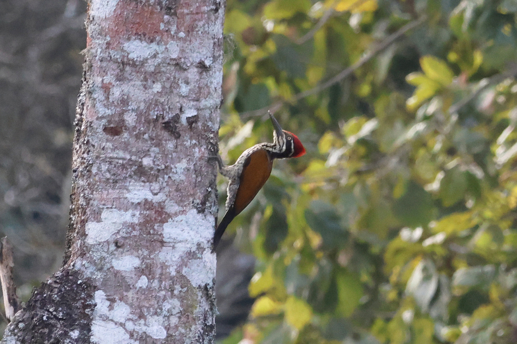 Malabar Flameback from Kerala, India on January 23, 2024 at 05:14 PM by Jonathan M · iNaturalist