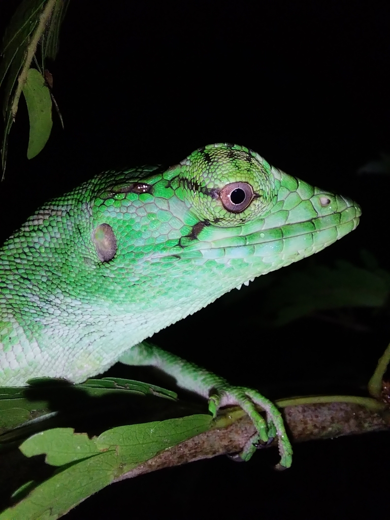 Audubon's Multicolored Lizard from Tunapuna/Piarco Regional Corporation ...