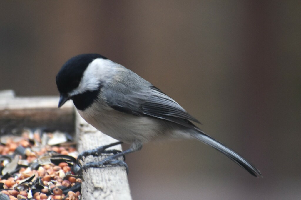 Carolina Chickadee from Old Tennessee Pike Rd, Alabama 35126, USA on ...