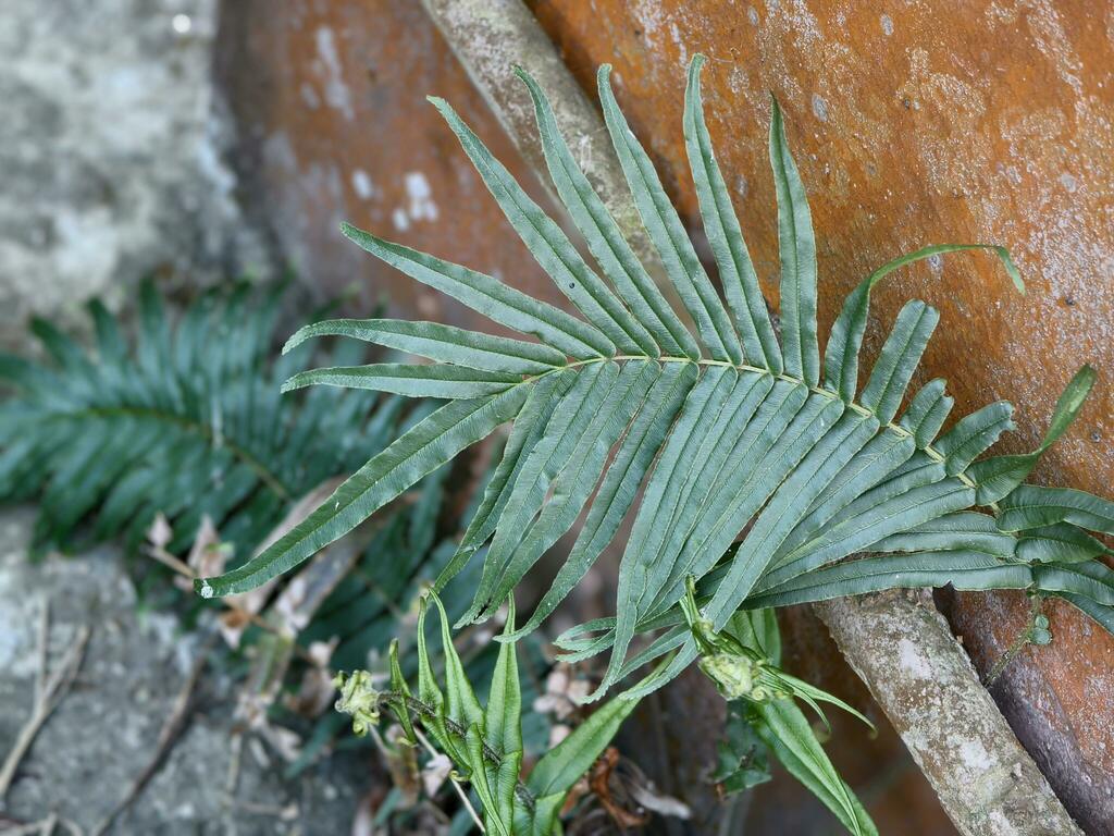 ladder fern from Yulin, Taiwan, Taiwan on February 13, 2024 at 10:06 AM ...
