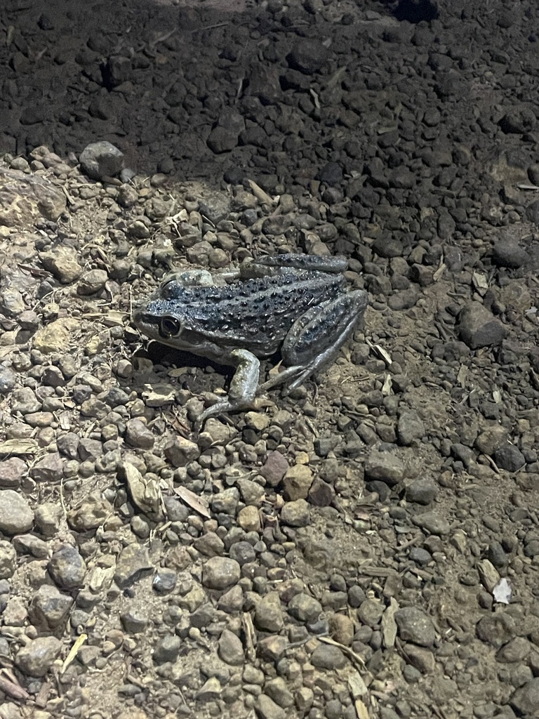 Motorbike Frog from Vancouver Ward, Big Grove, WA, AU on February 13 ...