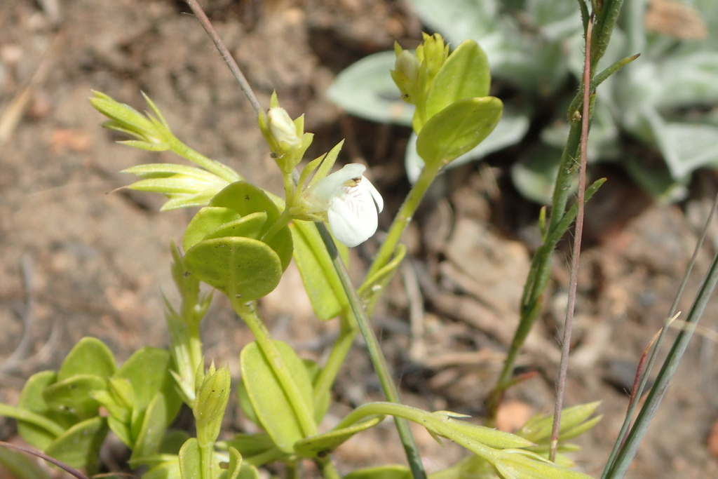 Justicia anagalloides from Jukskei View, Midrand, South Africa on ...