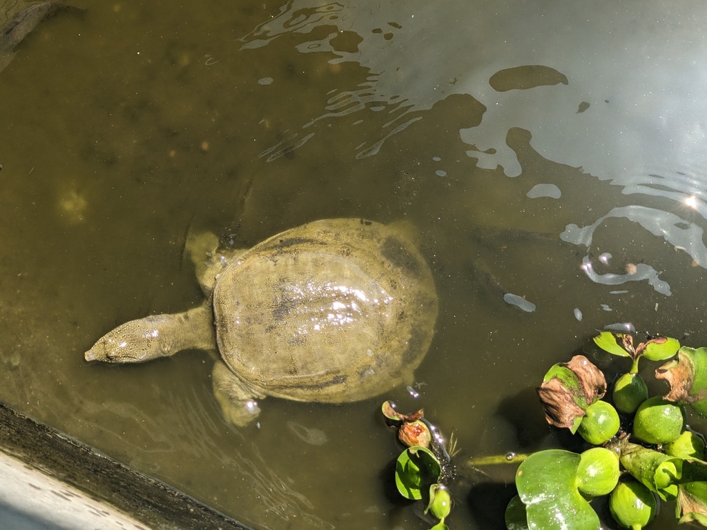 Spotted Softshell Turtle from Thành Trung, Tx. Bình Minh, Vĩnh Long ...
