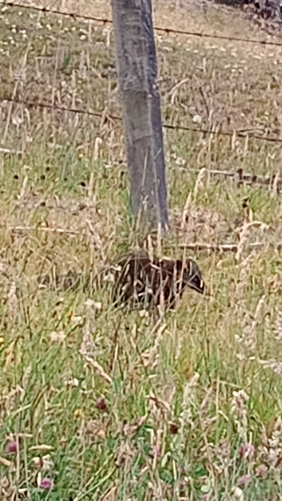 Cusumbo andino en febrero de 2024 por dabolo84. Pareja de Cusumbos ...