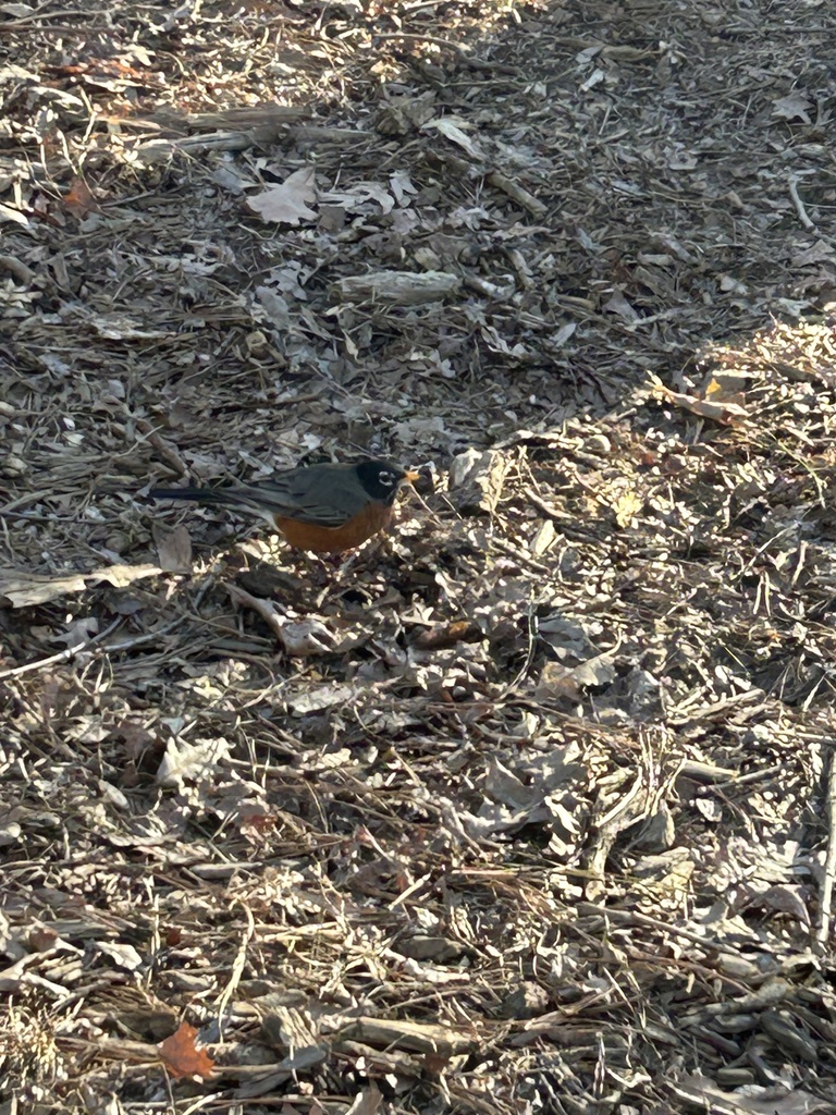 American Robin from The University of North Carolina at Chapel Hill ...