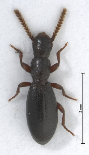 Dichillus formicophilus · iNaturalist