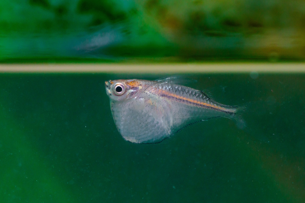 Dwarf Hatchetfish from Expé Iquitos on September 3, 2023 at 06:21 PM by ...