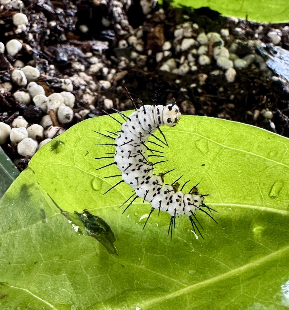 Zebra Longwing from N Military Trail, West Palm Beach, FL, US on ...