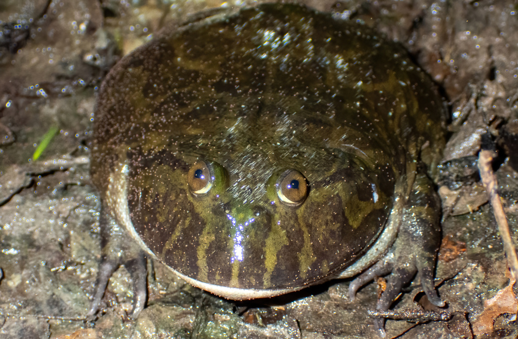 Budgett's Frog in January 2024 by John Sullivan · iNaturalist