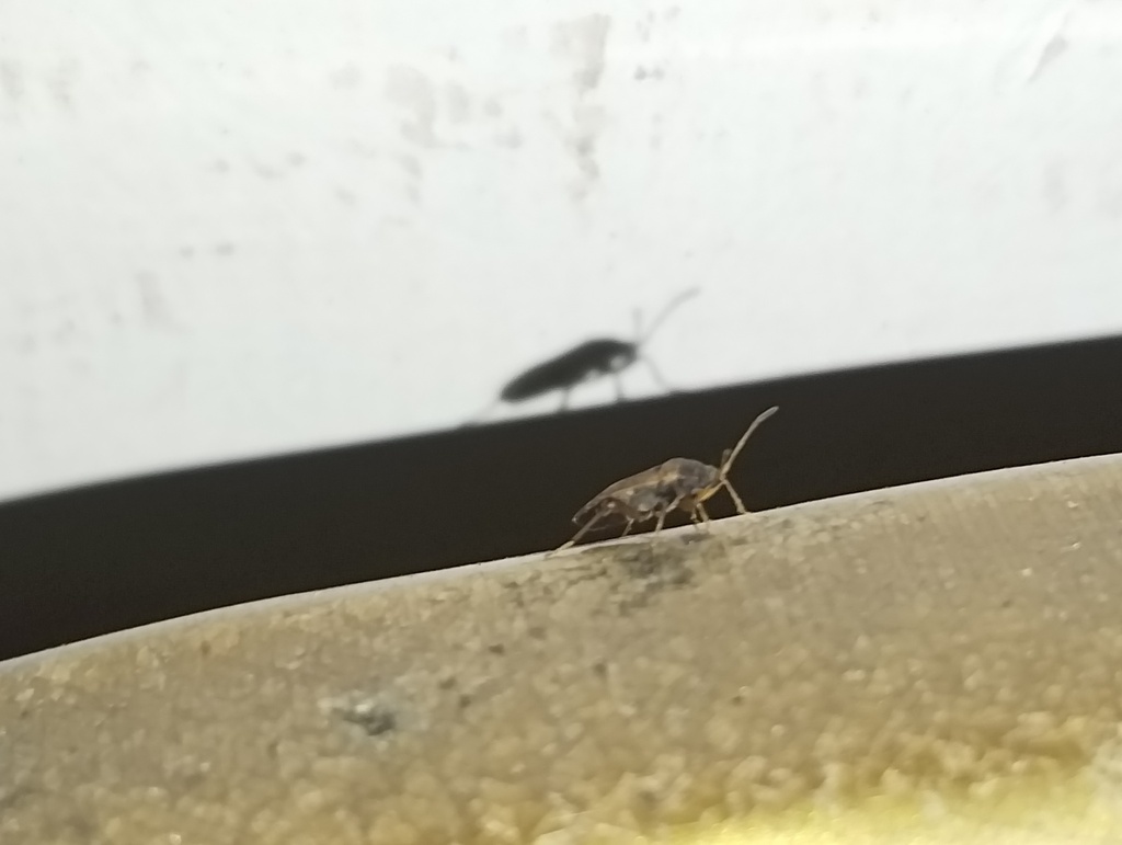 Seed Bugs and Allies from Churhe Bada, Brahmapuri, Maharashtra 441206 ...