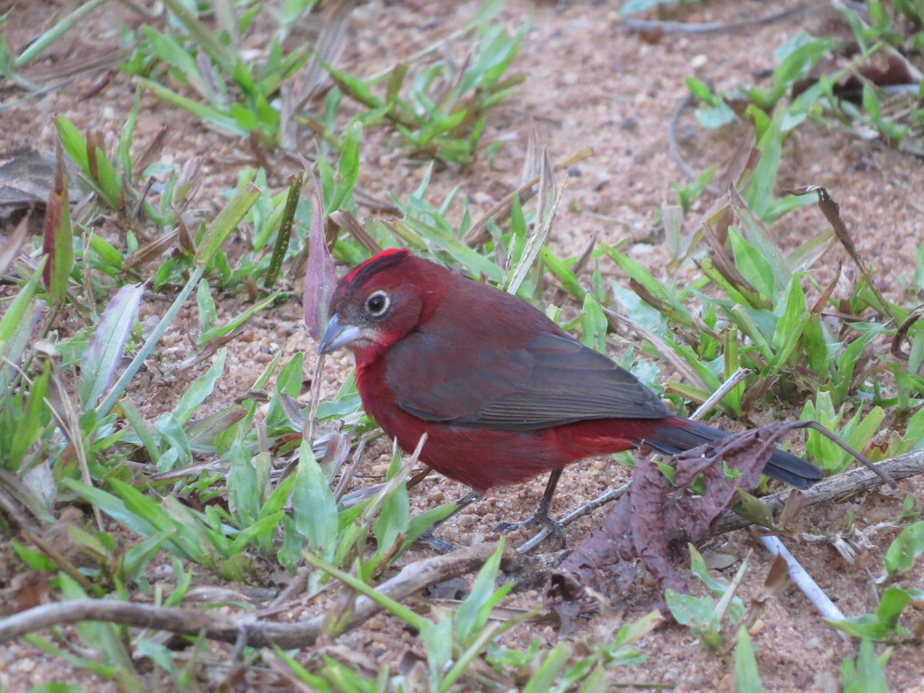 Red-crested Finch from Duque de Caxias, Cuiabá - MT, Brazil on August ...