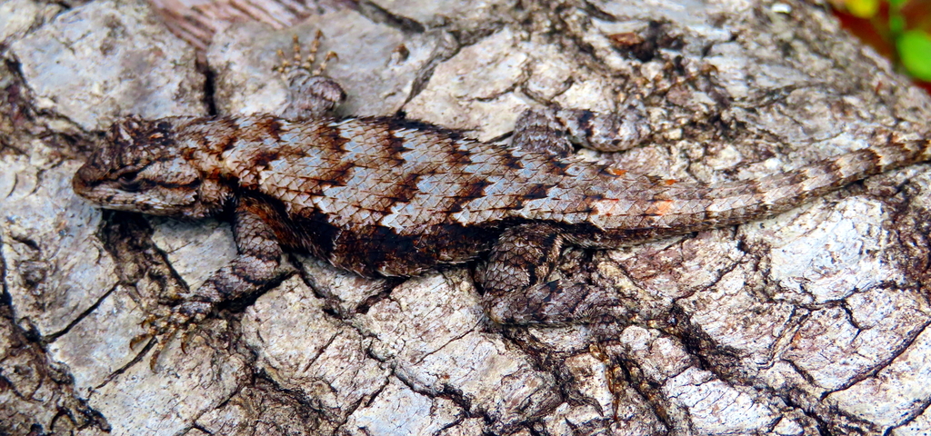 Eastern Fence Lizard from Marion County, FL, USA on February 13, 2024 ...