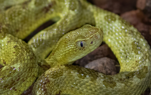 Mato Grosso Lancehead (Bothrops mattogrossensis) - Snakes and Lizards