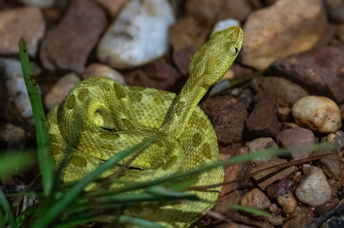 Mato Grosso Lancehead (Bothrops mattogrossensis) - Snakes and Lizards