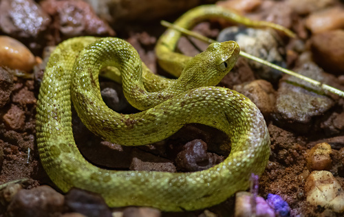 Mato Grosso Lancehead (Bothrops mattogrossensis) - Snakes and Lizards
