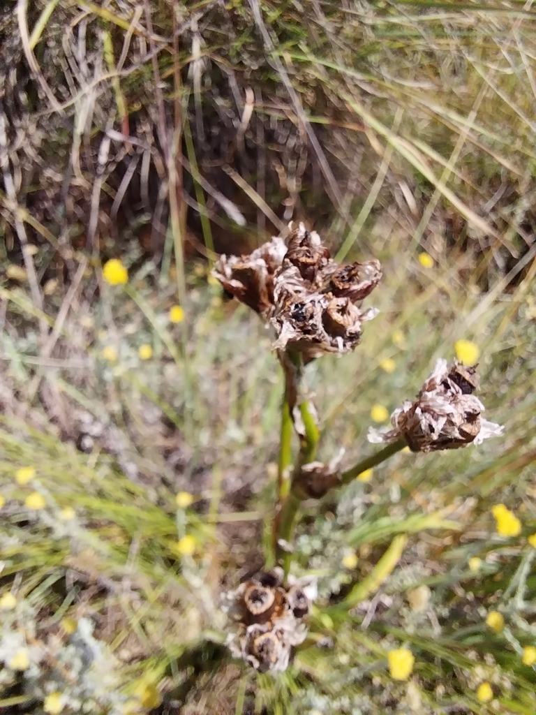 Khahla Capeblue from Joe Gqabi, ZA-EC, ZA on February 13, 2024 at 12:11 ...