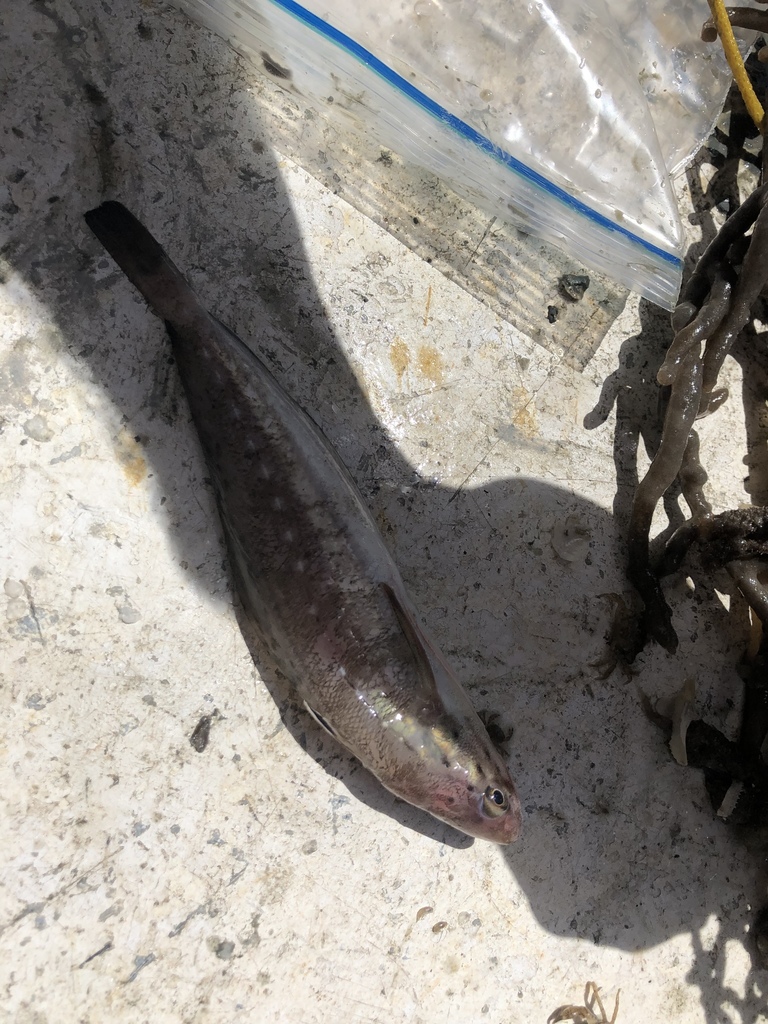 Spotted Hake from Charleston Harbor, Mount Pleasant, SC, US on April 18 ...