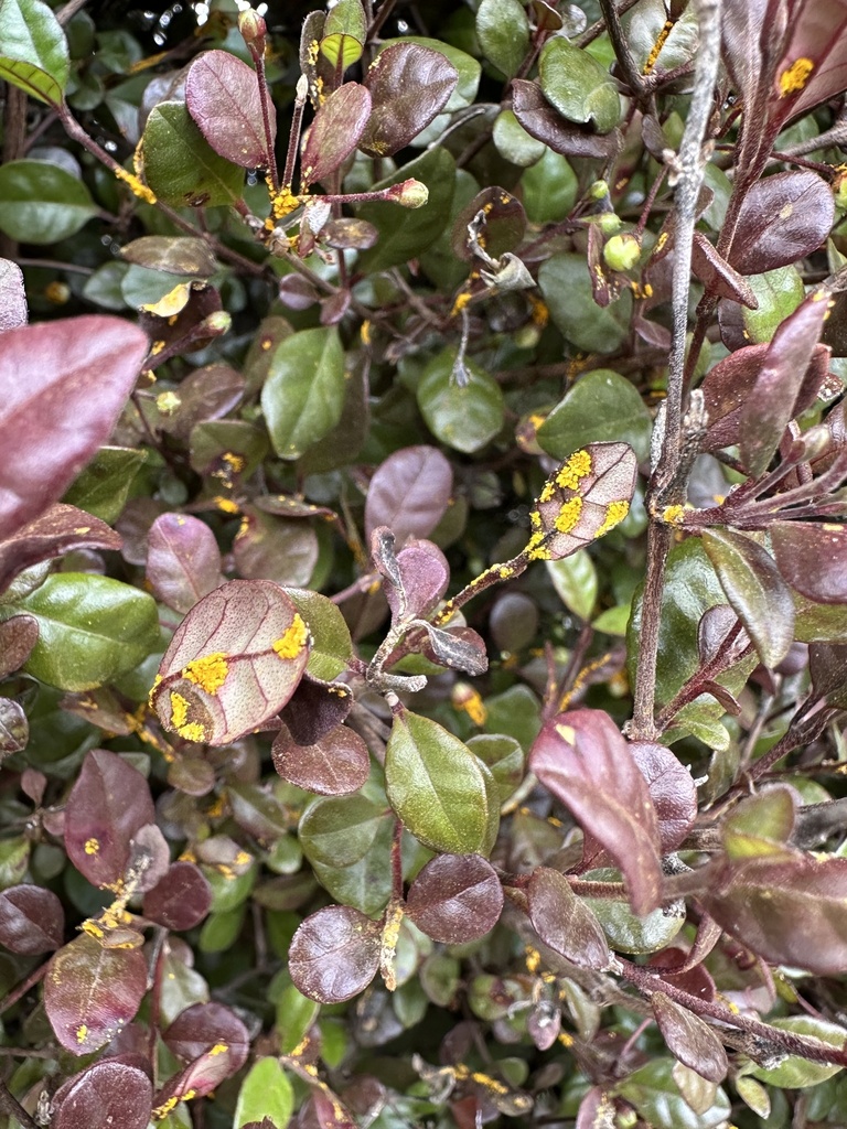 Myrtle Rust in November 2023 by forpath · iNaturalist