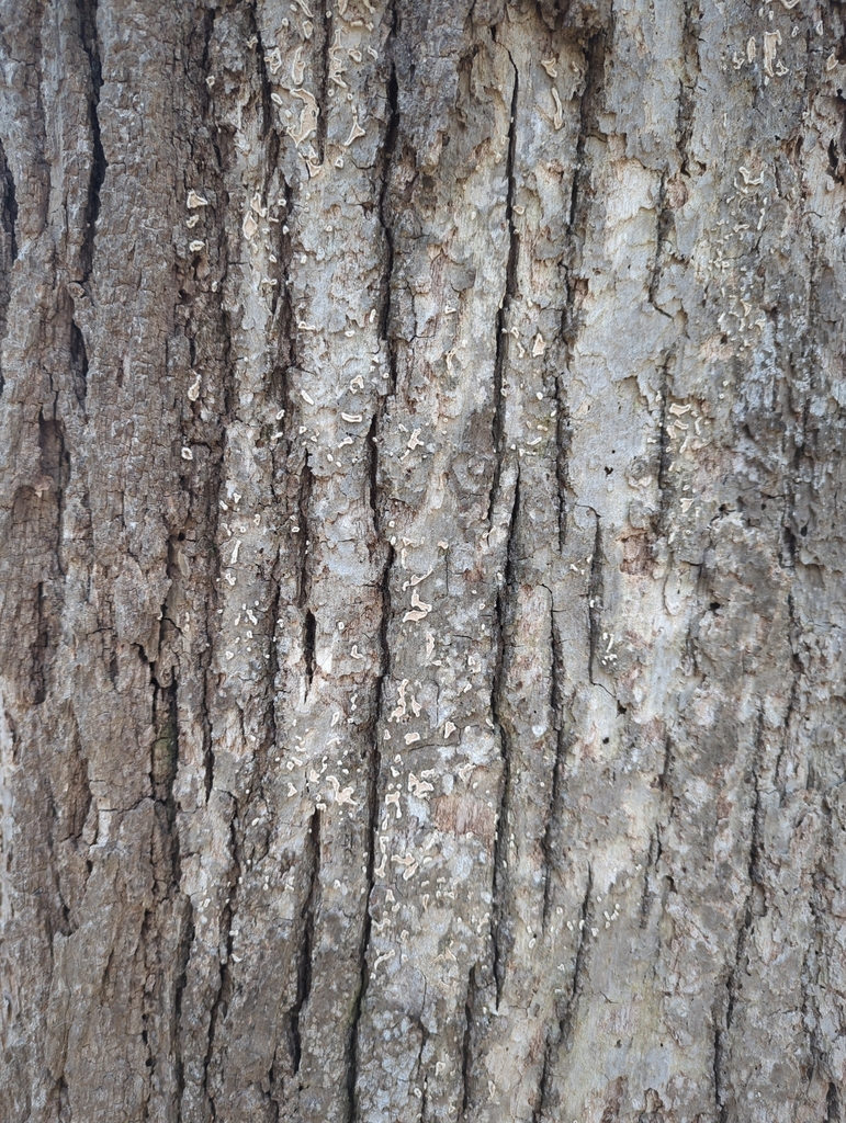 Smooth Patch Disease from Owatonna, MN, USA on February 13, 2024 at 02: ...