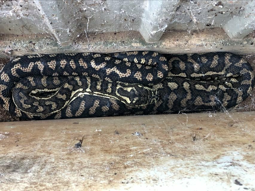 Coastal Carpet Python from Upper Flagstone QLD 4344, Australia on ...