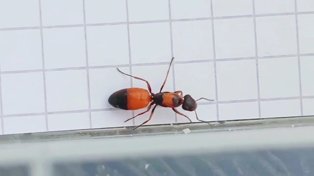 Painted Strobe Ant from Вулффден Квинсленд 4207, Австралия on February ...