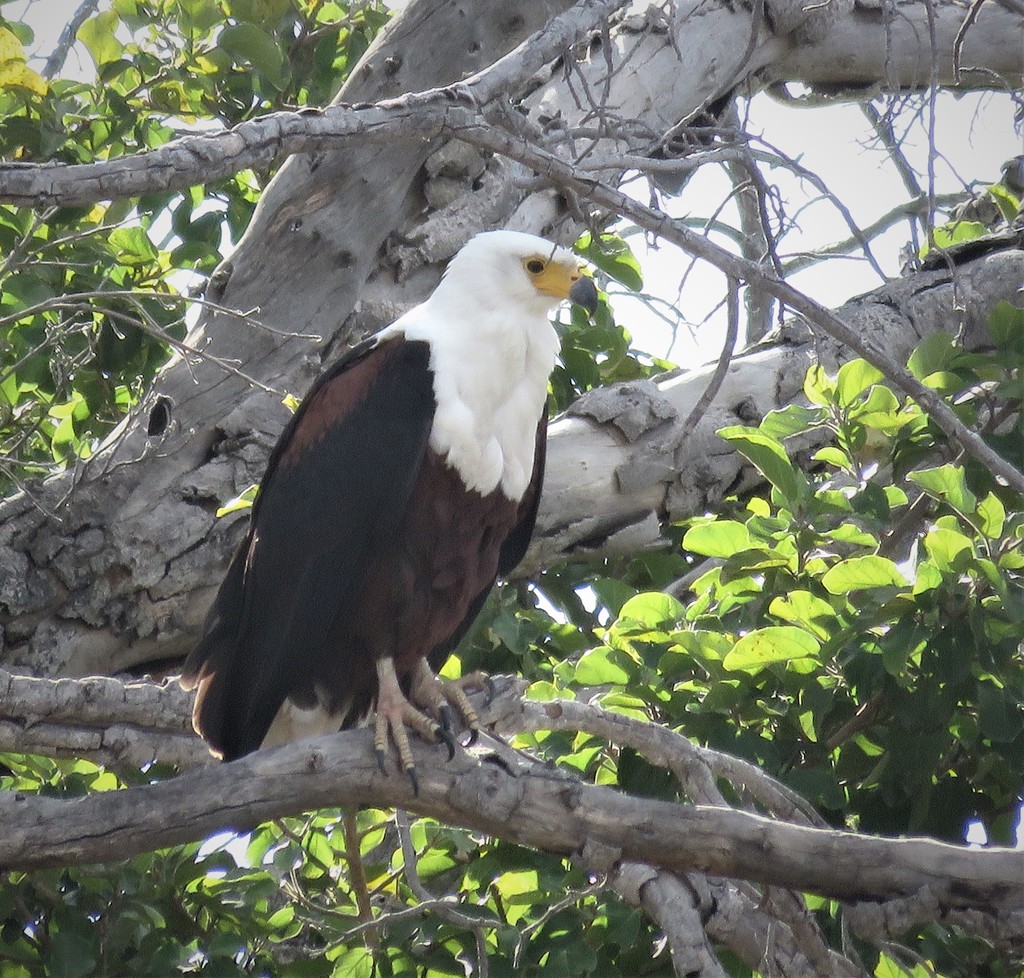 African Fish-Eagle from Zambezi Region, Namibia on July 6, 2017 at 03: ...